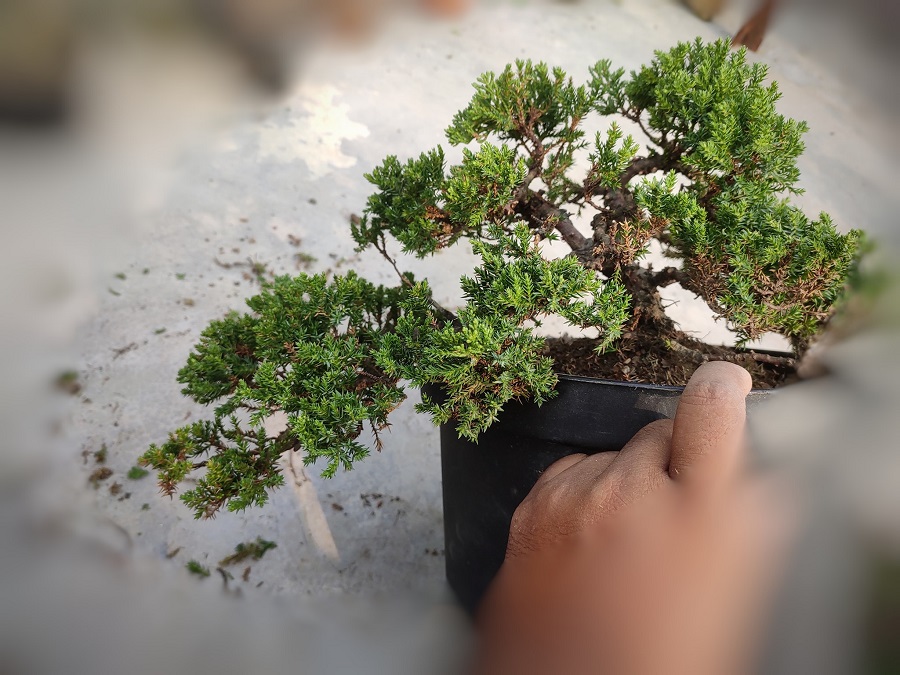 Bonsai Training - Purnaa